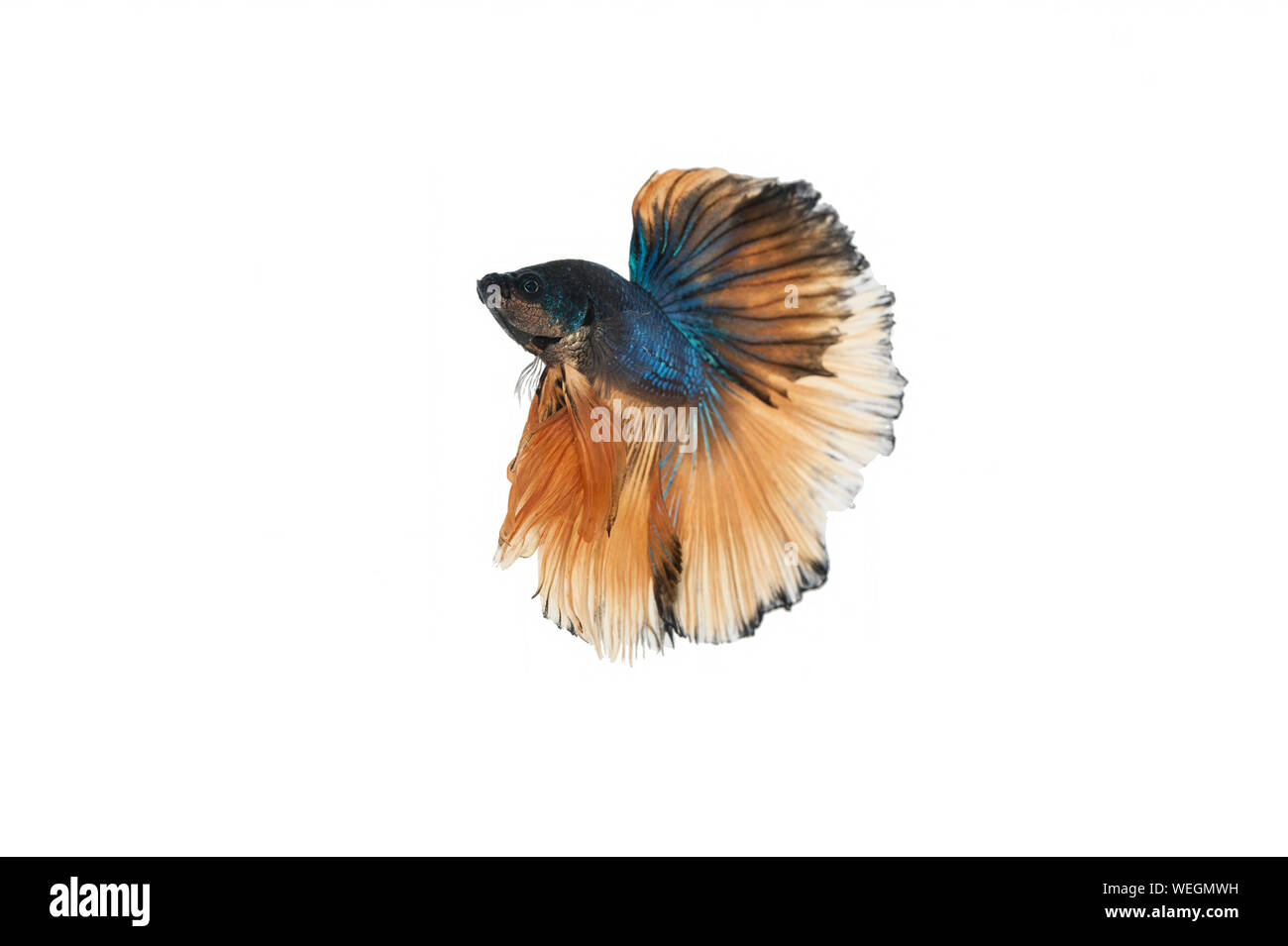 Close-up Of Brown Fish Against White Background Stock Photo - Alamy