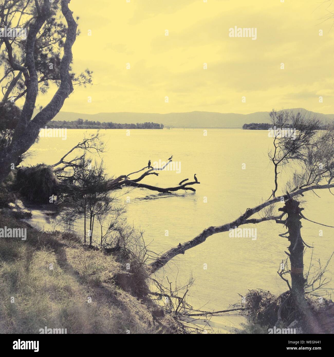 Tree lying in water hi-res stock photography and images - Alamy