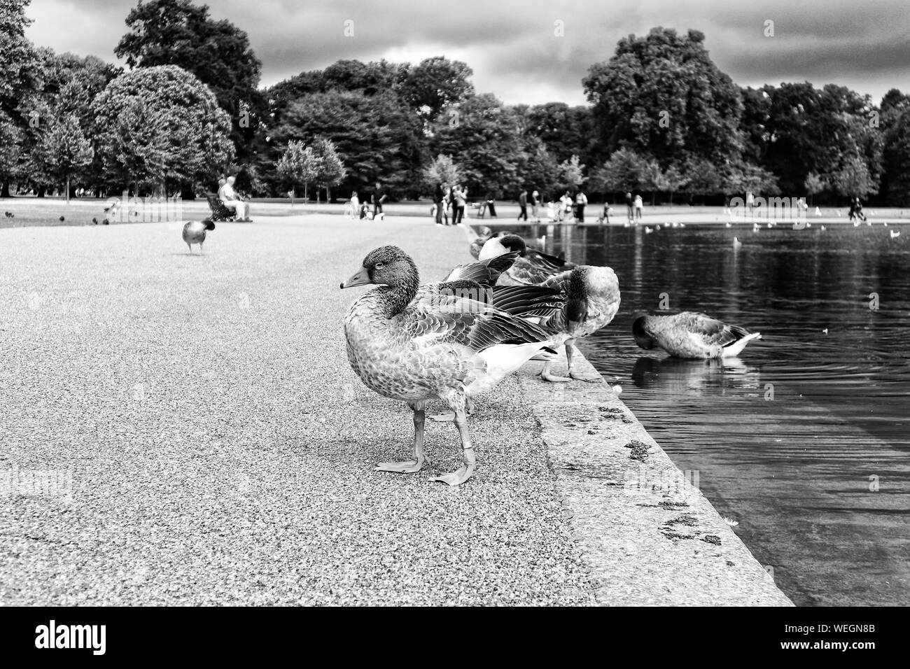 Wild geese at Kensington gardens in London Stock Photo - Alamy