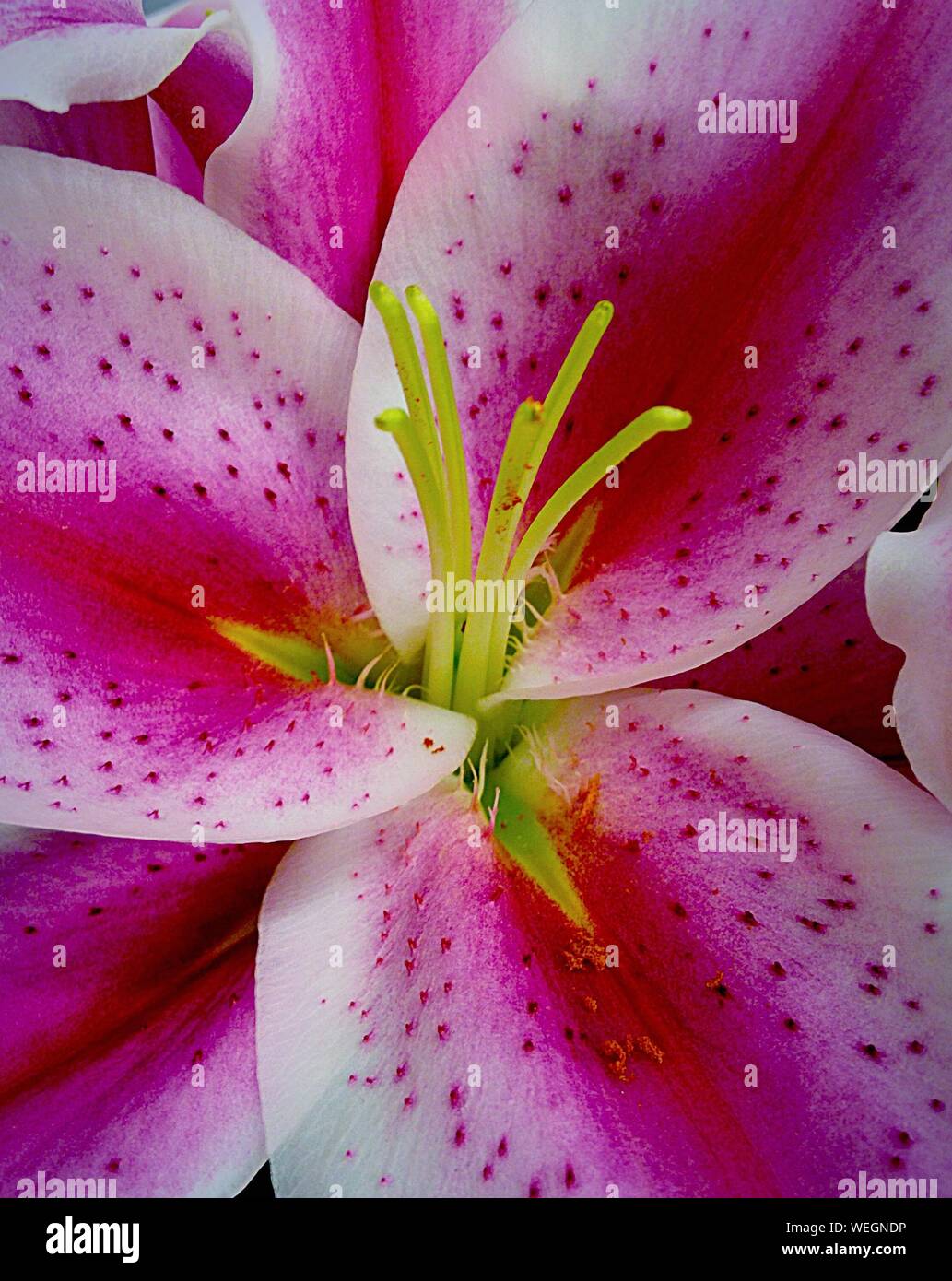 Stargazer lily hi-res stock photography and images - Alamy