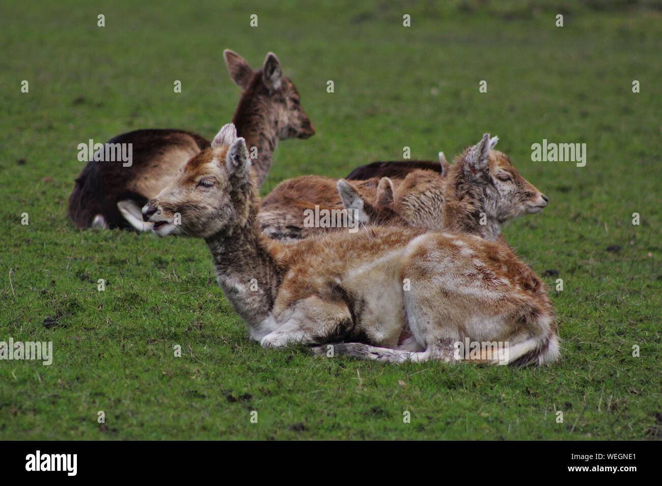 Relaxed deer hi-res stock photography and images - Alamy