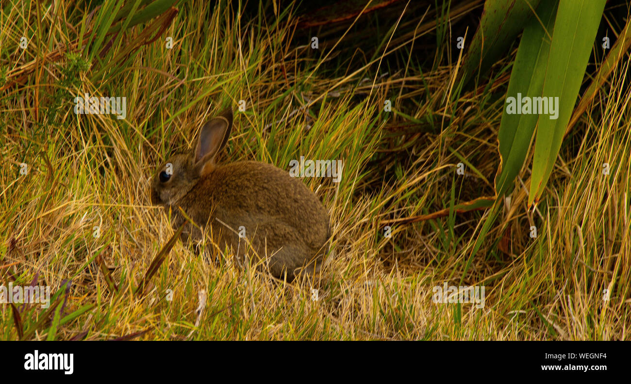 New Zealand cute Rabbit, Tauranga Stock Photo - Alamy