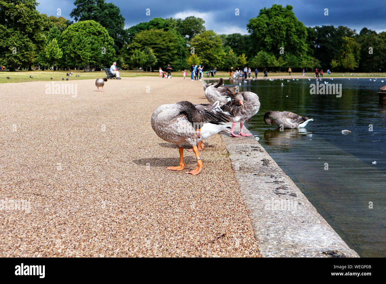 Wild geese at Kensington gardens in London Stock Photo - Alamy