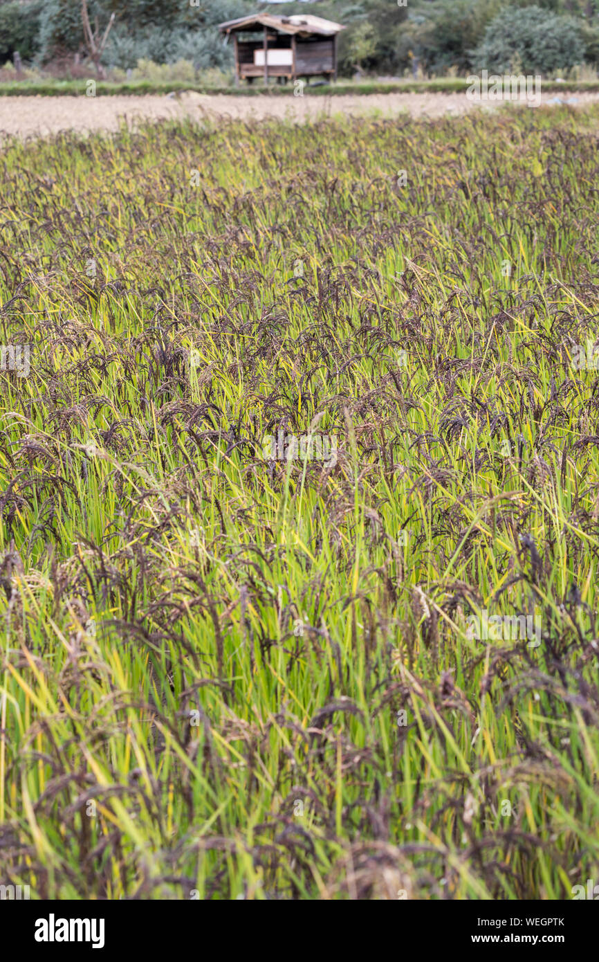 Rice growing in the fields in Jakar, Bumthang, Central Bhutan Stock ...