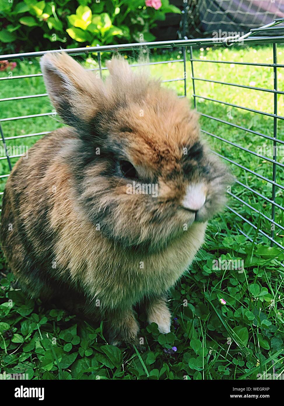 Trapped rabbit hi-res stock photography and images - Alamy
