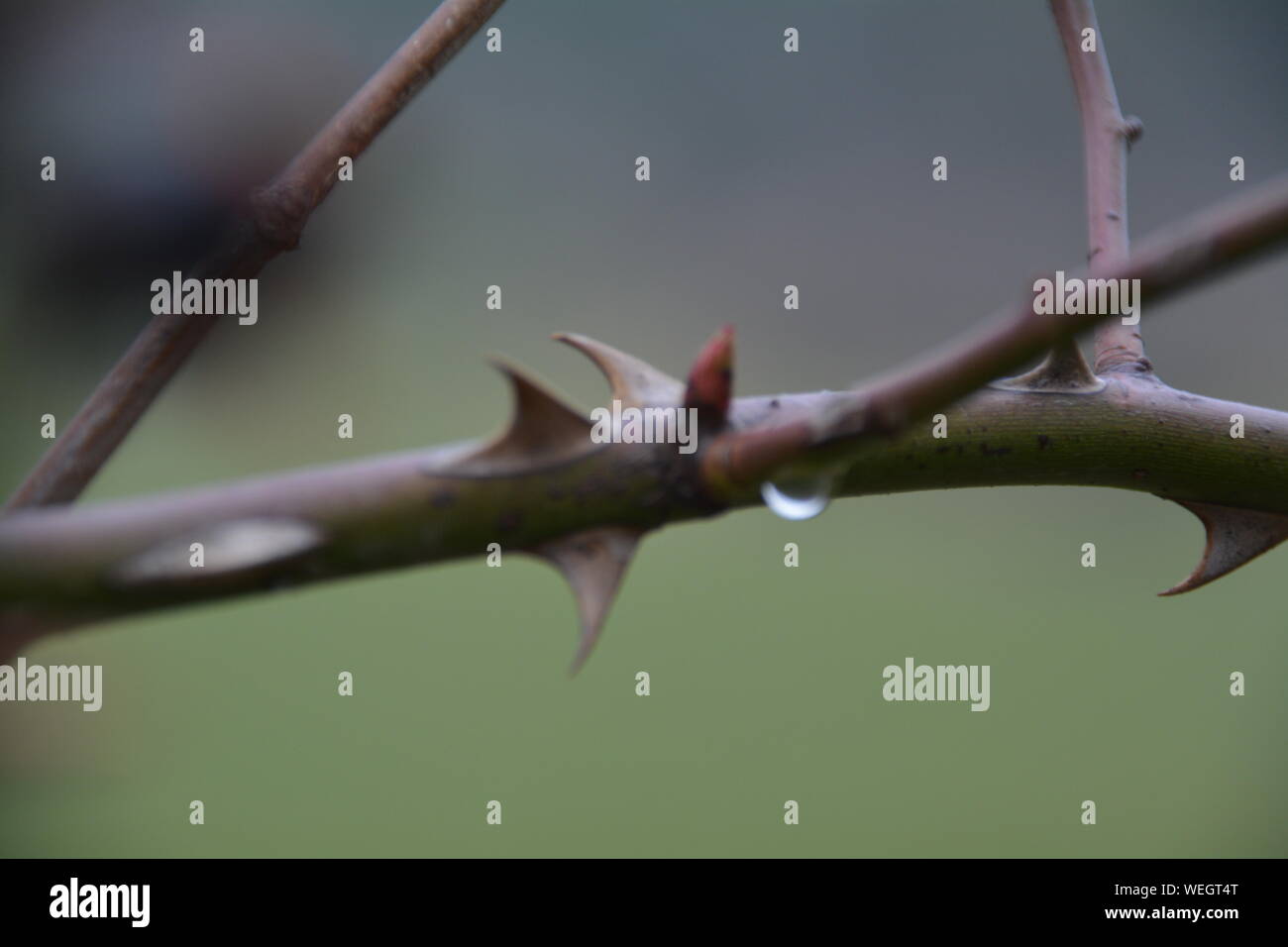 Plant stem and water hi-res stock photography and images - Alamy
