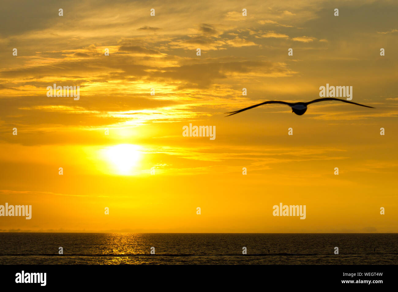 Seagull silhouette sun sunset hi-res stock photography and images - Alamy