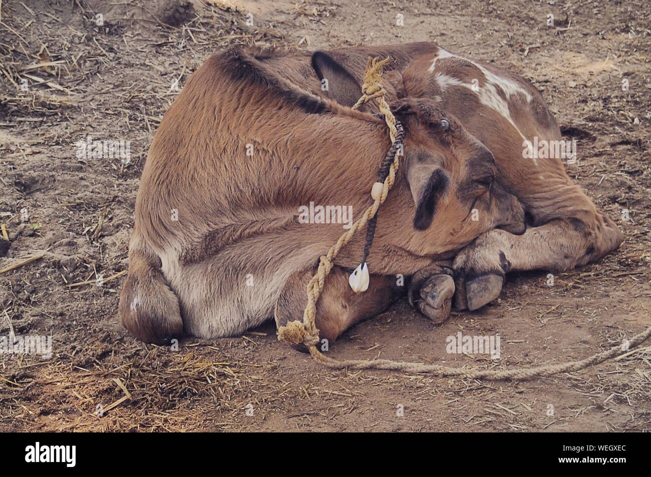 Sleeping calf hi-res stock photography and images - Alamy
