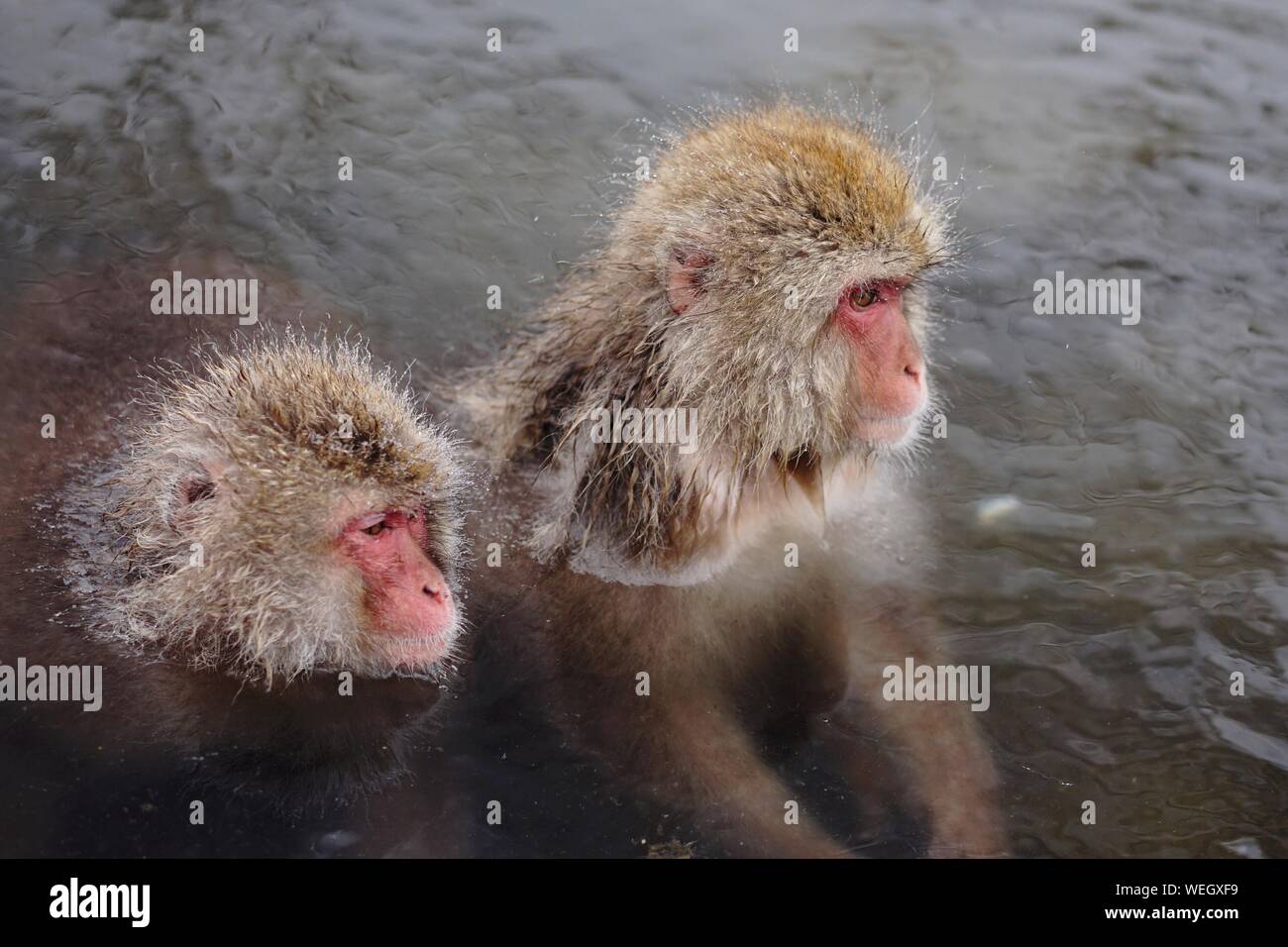 Bathing monkeys hi-res stock photography and images - Alamy