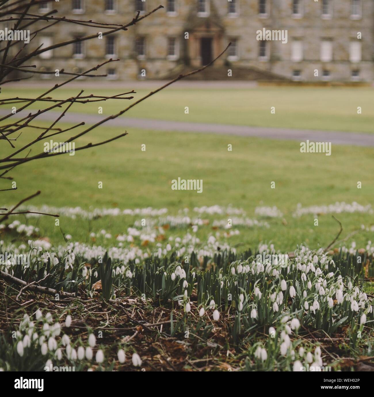 Snowdrop Field High Resolution Stock Photography and Images - Alamy