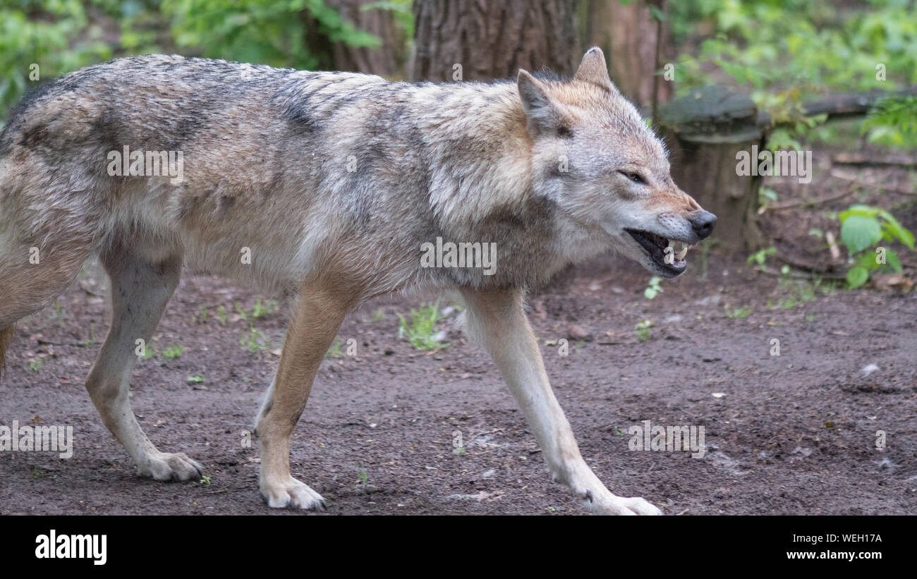 Side view of wolf hi-res stock photography and images - Alamy