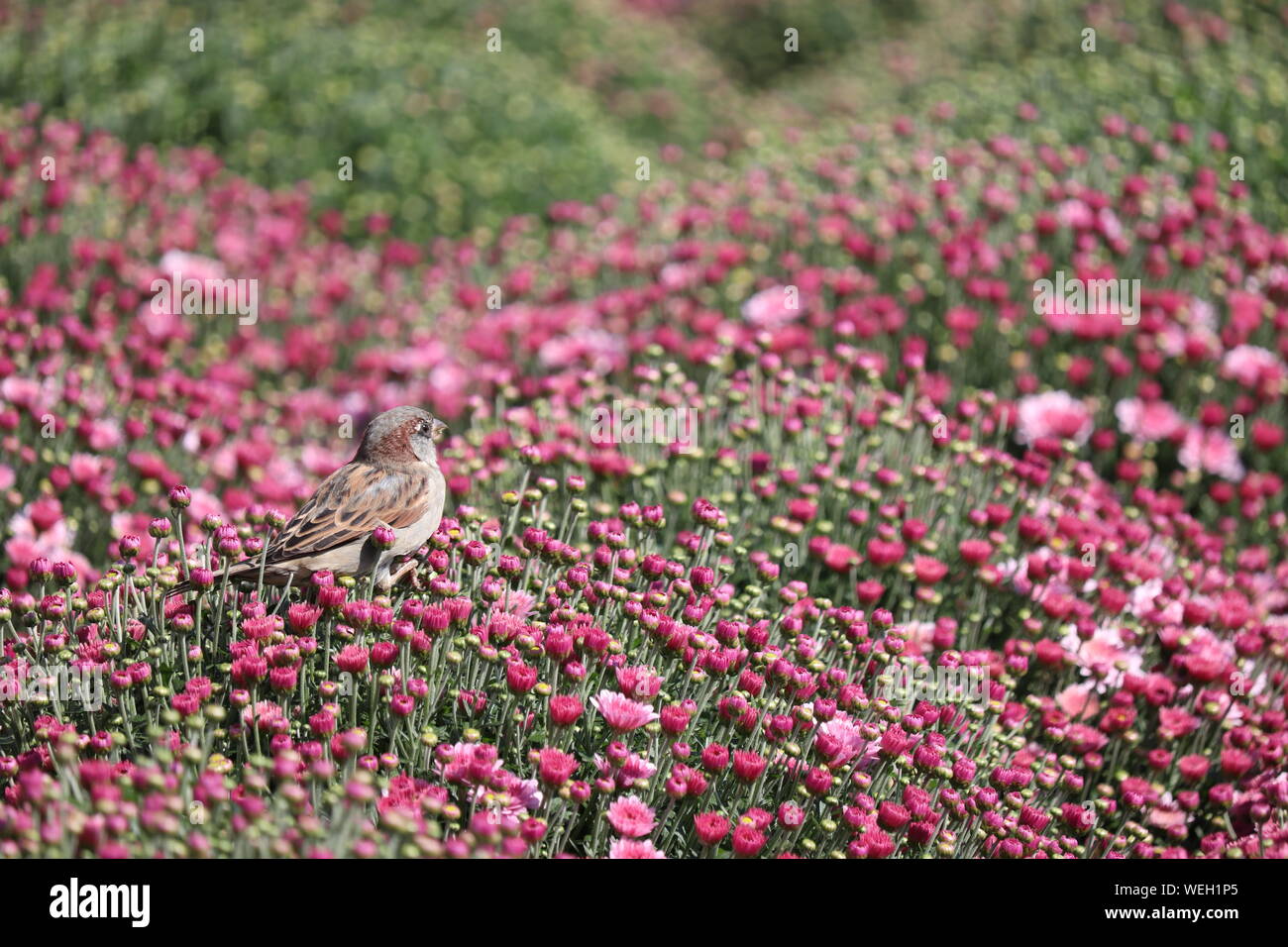 Sparrow sitting on a flowers field of pink chrysanthemums, colorful ...