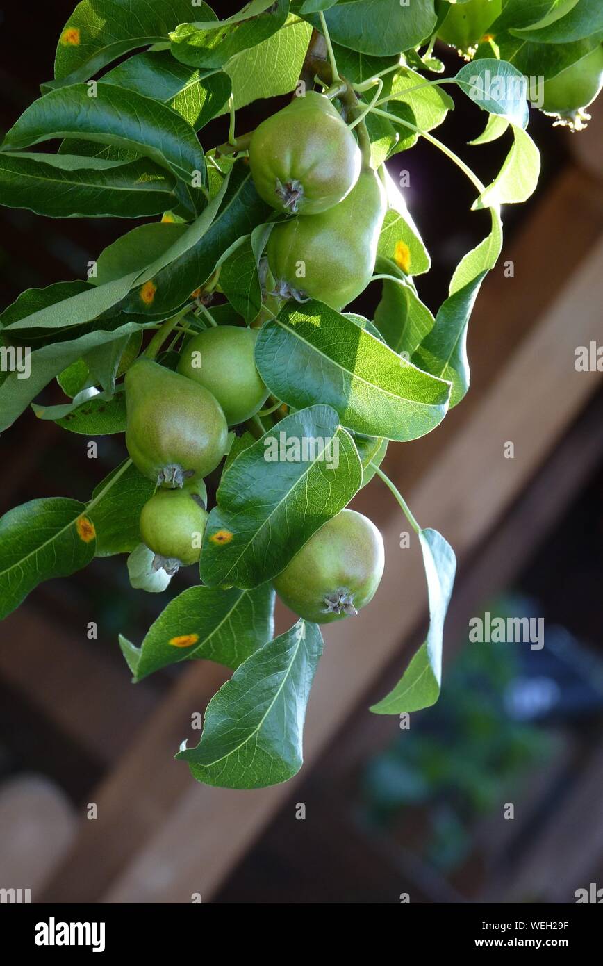 Sapote tree hi-res stock photography and images - Alamy