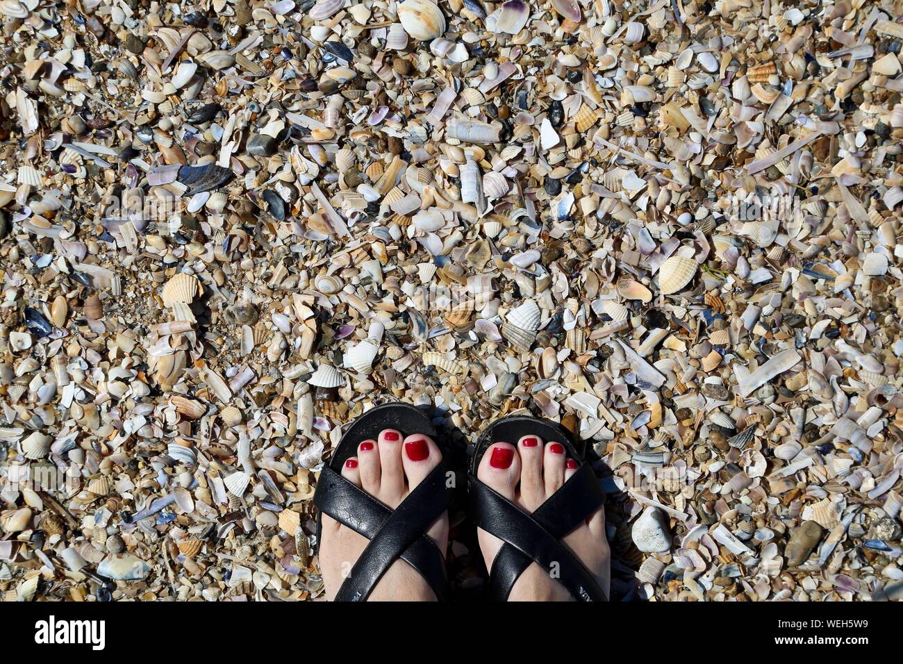 Broken seashell hi-res stock photography and images - Alamy