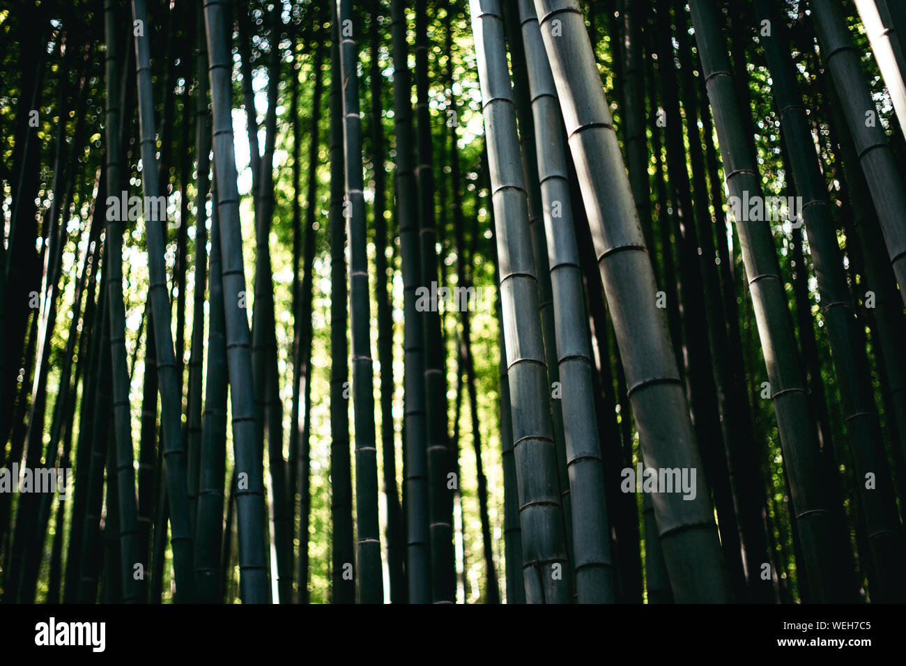 Tall bamboo plants hi-res stock photography and images - Alamy