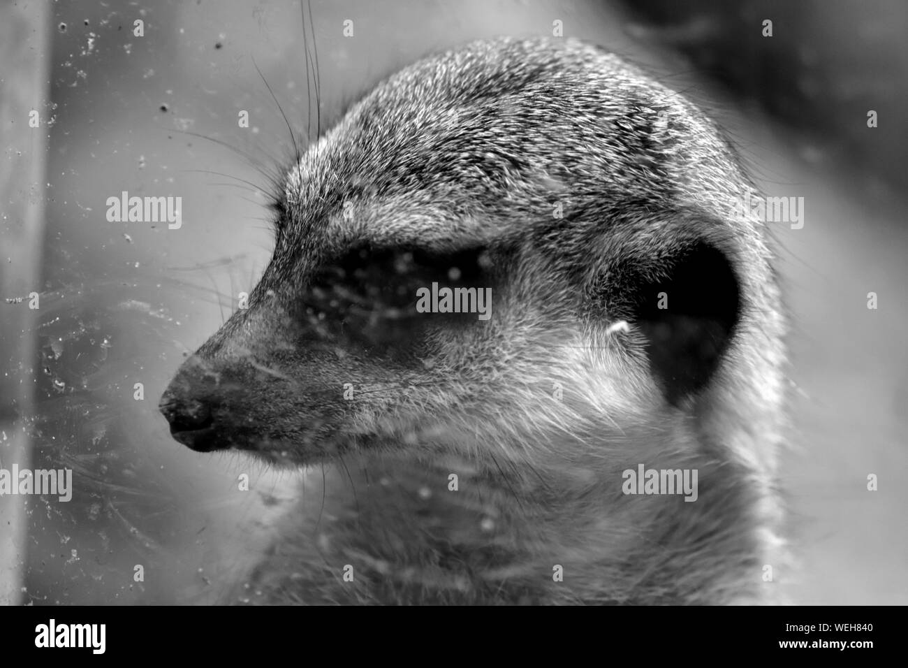 Meerkat head Black and White Stock Photos & Images - Alamy