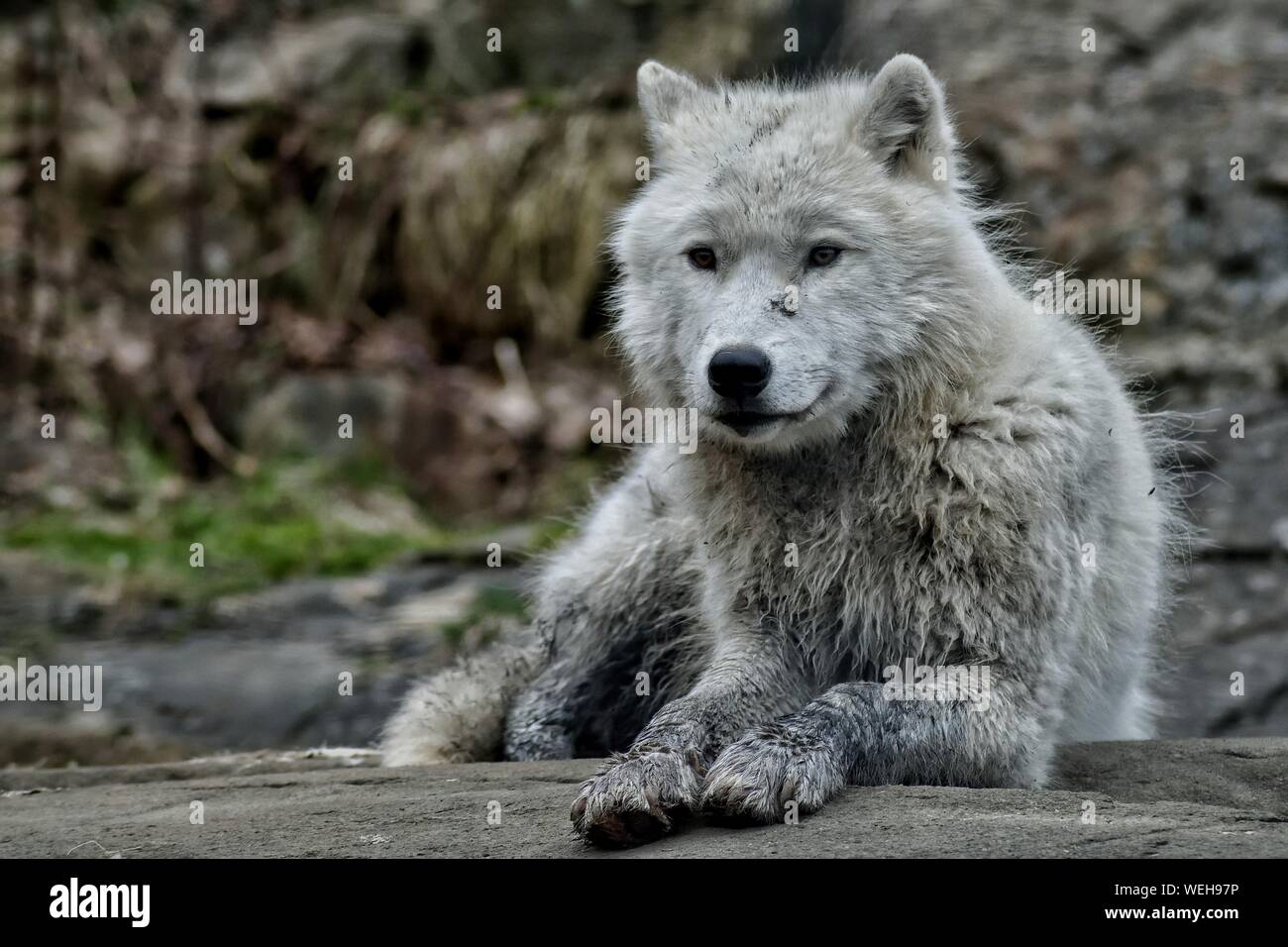 Wolf down hi-res stock photography and images - Alamy