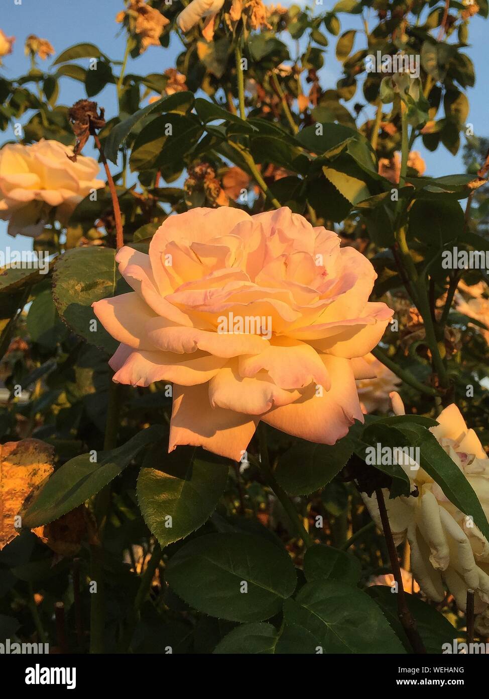 Man falling low angle hi-res stock photography and images - Alamy