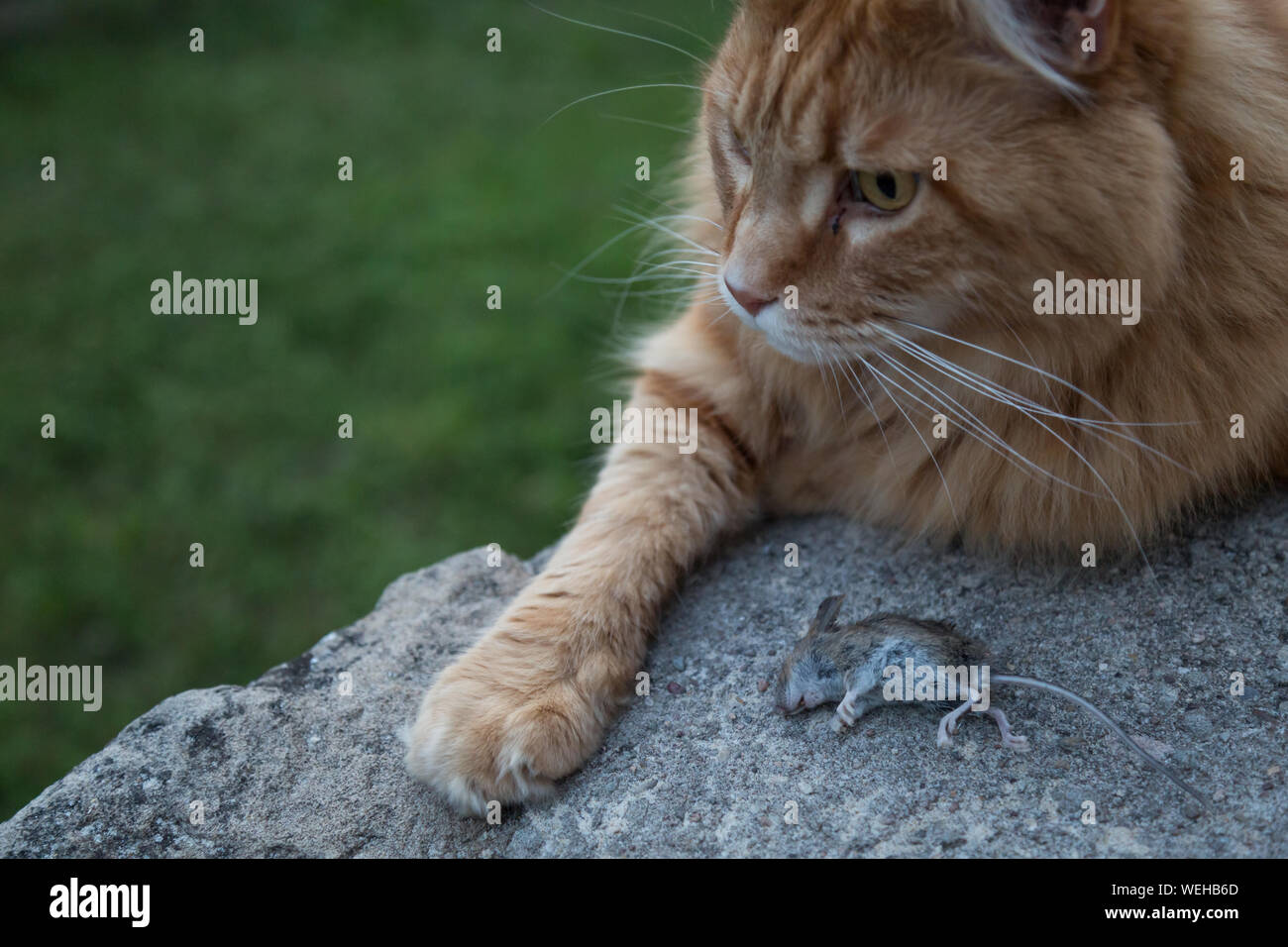 Dead animal rat mouse hi-res stock photography and images - Alamy