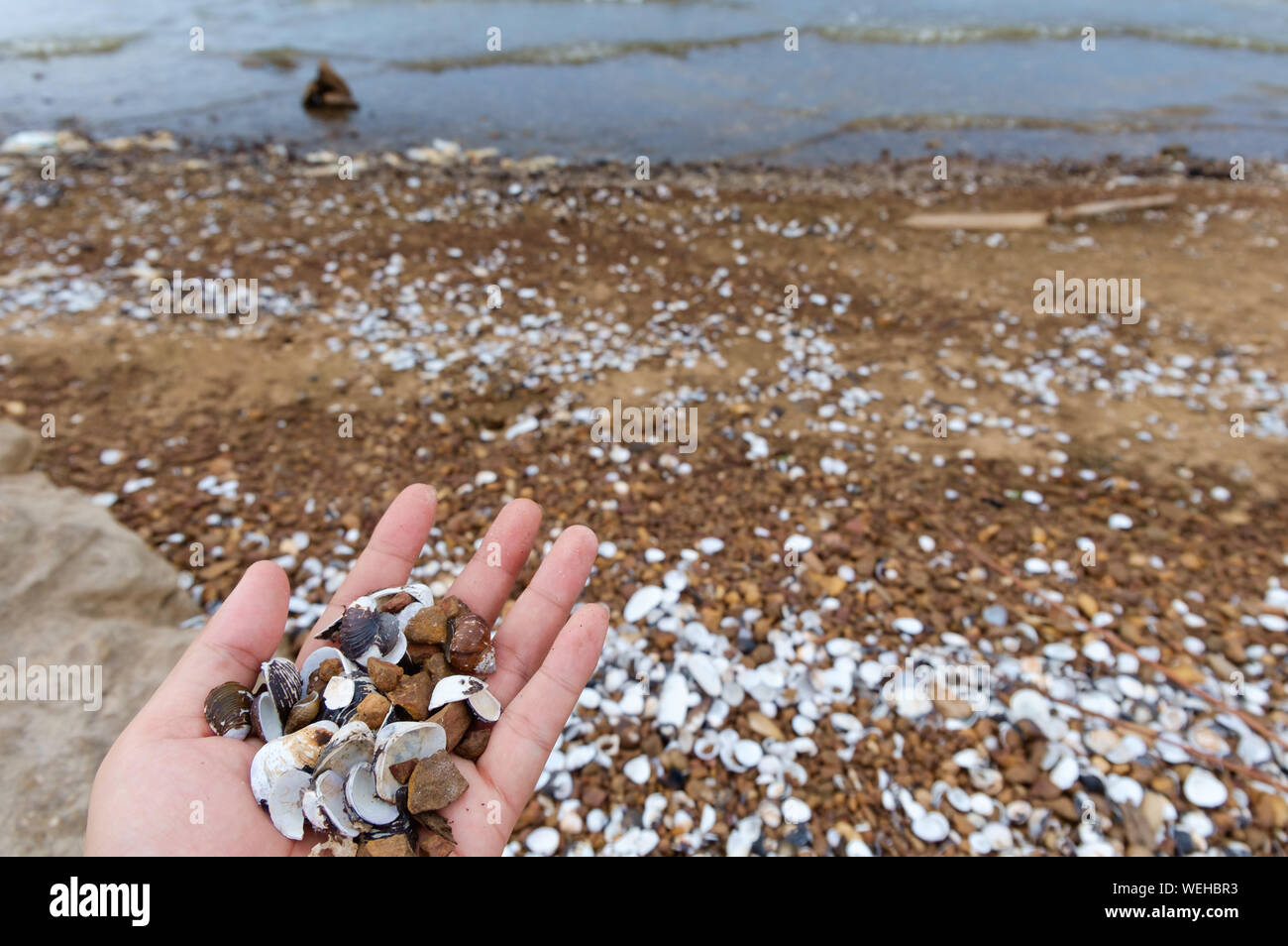 Person holding seashell hi-res stock photography and images - Alamy