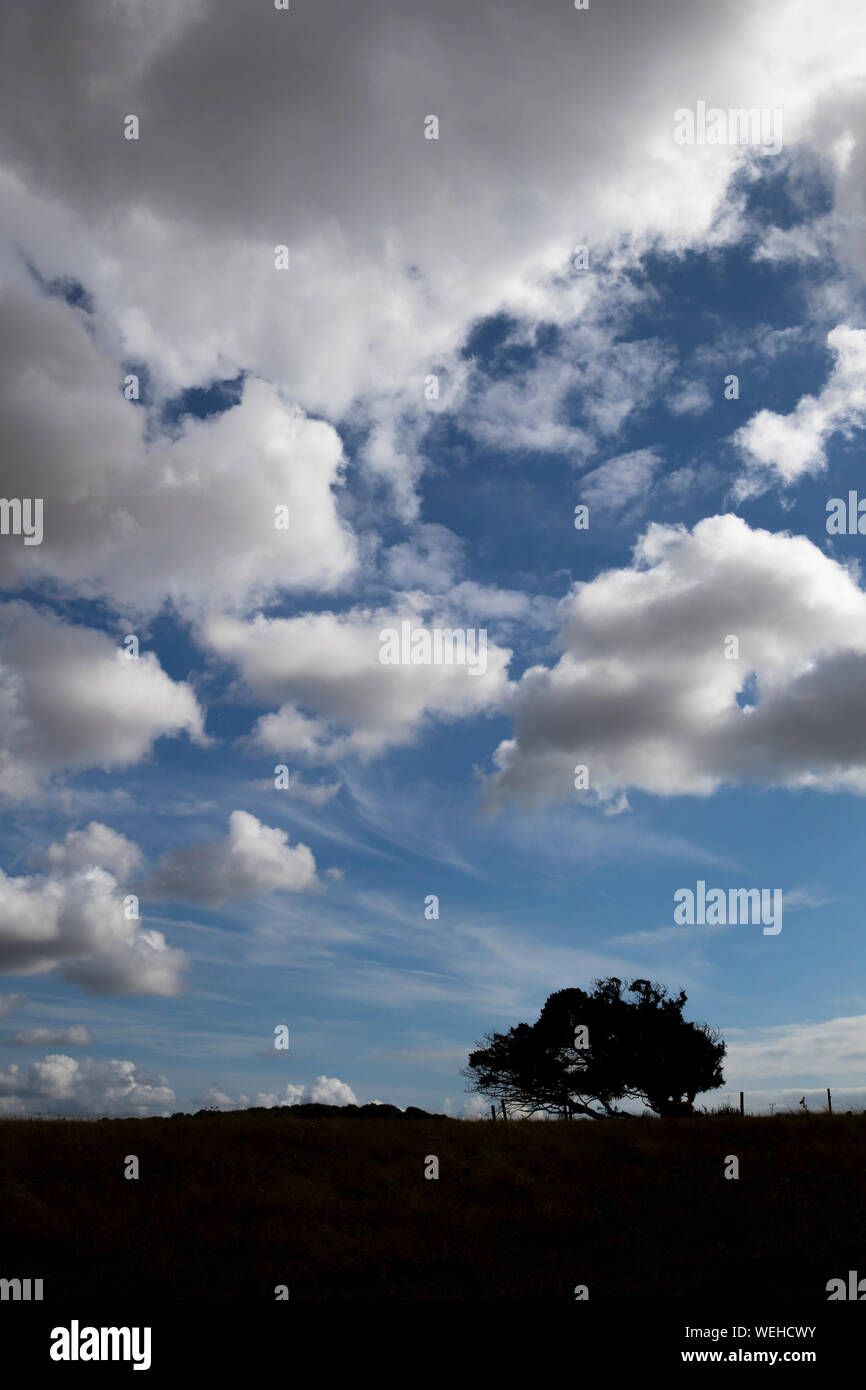 Silhouetted windswept stunted tree on farm grassland field in rural ...