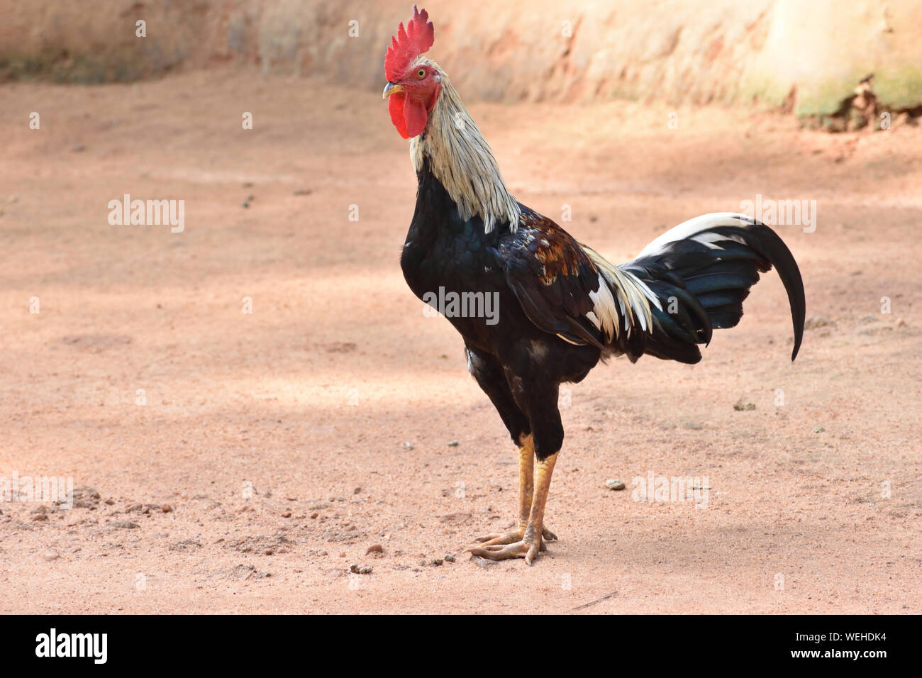 Indian male hen or Indian chicken Stock Photo - Alamy