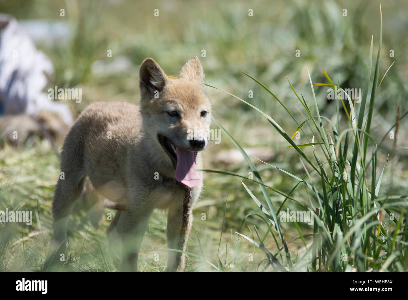 Mongolian Wolf High Resolution Stock Photography and Images - Alamy