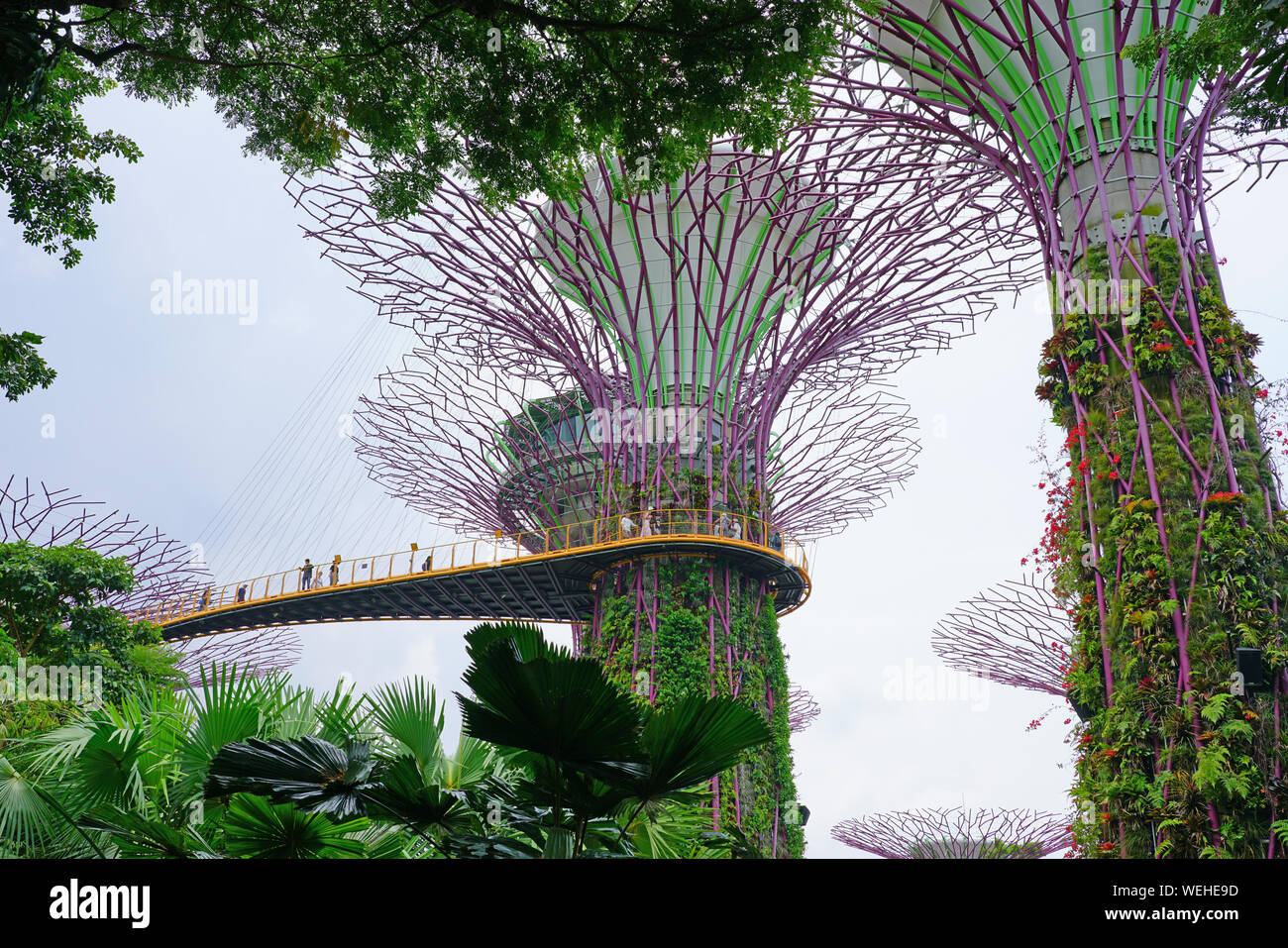 SINGAPORE -25 AUG 2019- View of the Supertree Grove, man-made metal ...