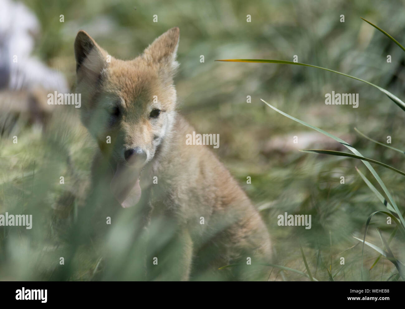 Mongolian Wolf High Resolution Stock Photography and Images - Alamy