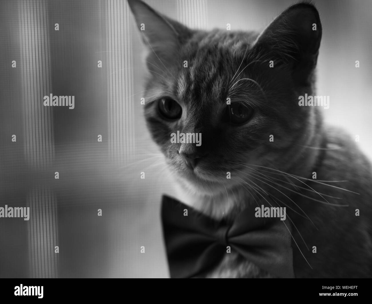 Bowtie hi-res stock photography and images - Alamy
