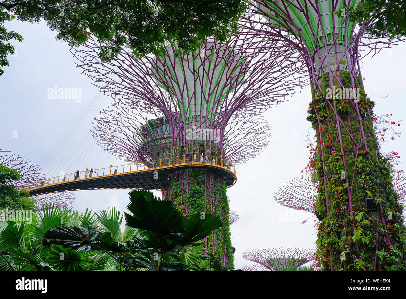 SINGAPORE -25 AUG 2019- View of the Supertree Grove, man-made metal ...