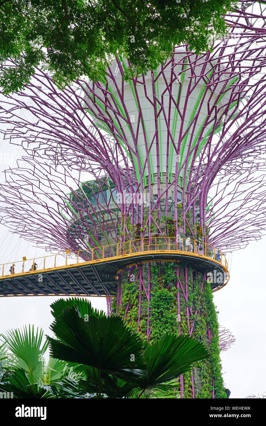 SINGAPORE -25 AUG 2019- View of the Supertree Grove, man-made metal ...