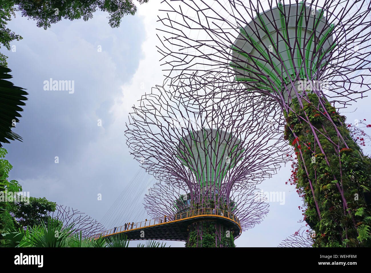 SINGAPORE -25 AUG 2019- View of the Supertree Grove, man-made metal ...