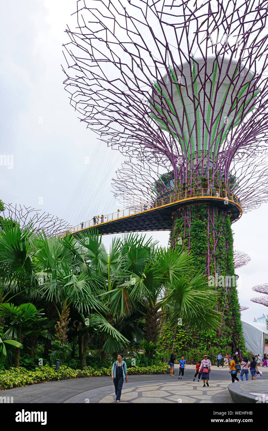 SINGAPORE -25 AUG 2019- View of the Supertree Grove, man-made metal ...