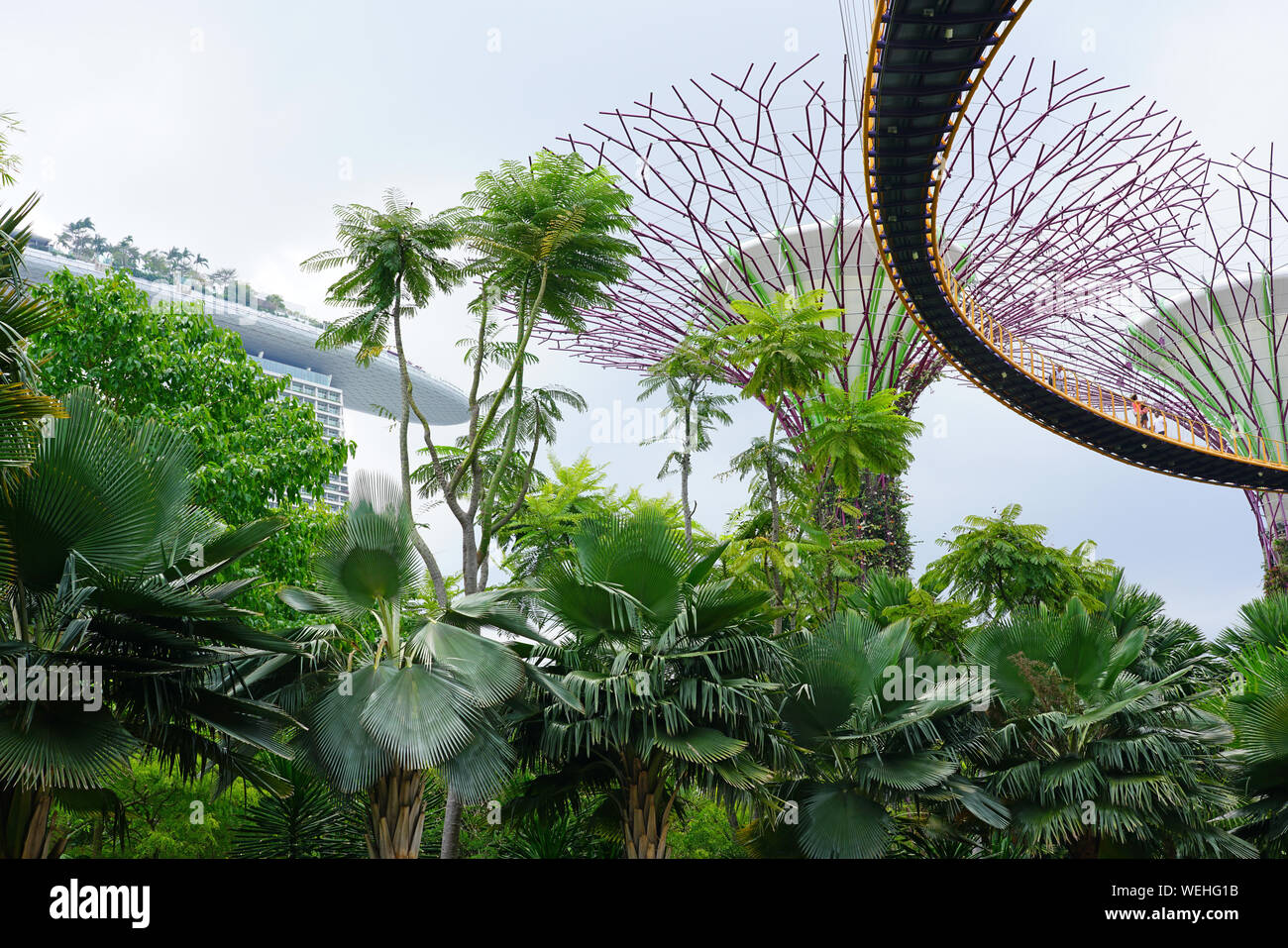 SINGAPORE -25 AUG 2019- View of the Supertree Grove, man-made metal ...