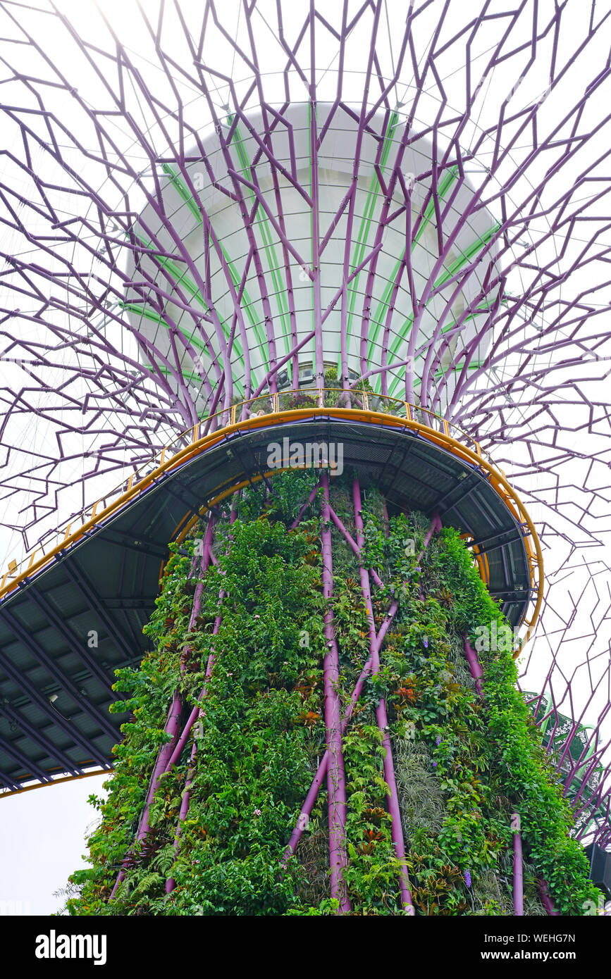 SINGAPORE -25 AUG 2019- View of the Supertree Grove, man-made metal ...