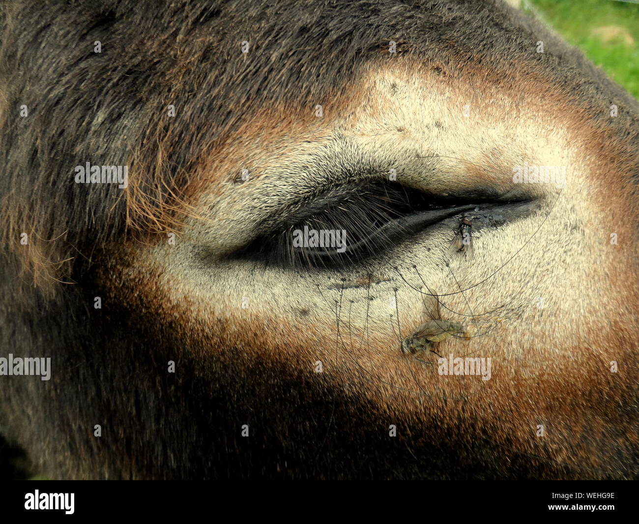 Donkey eye hi-res stock photography and images - Alamy