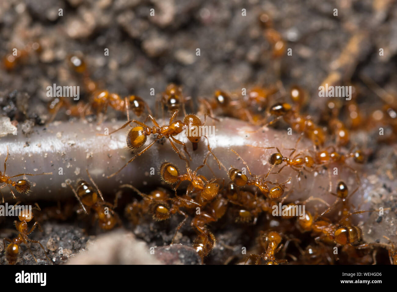 Red Imported Fire Ant High Resolution Stock Photography and Images - Alamy