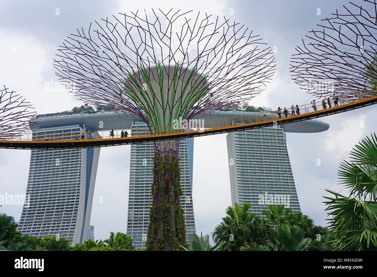 SINGAPORE -25 AUG 2019- View of the Supertree Grove, man-made metal ...