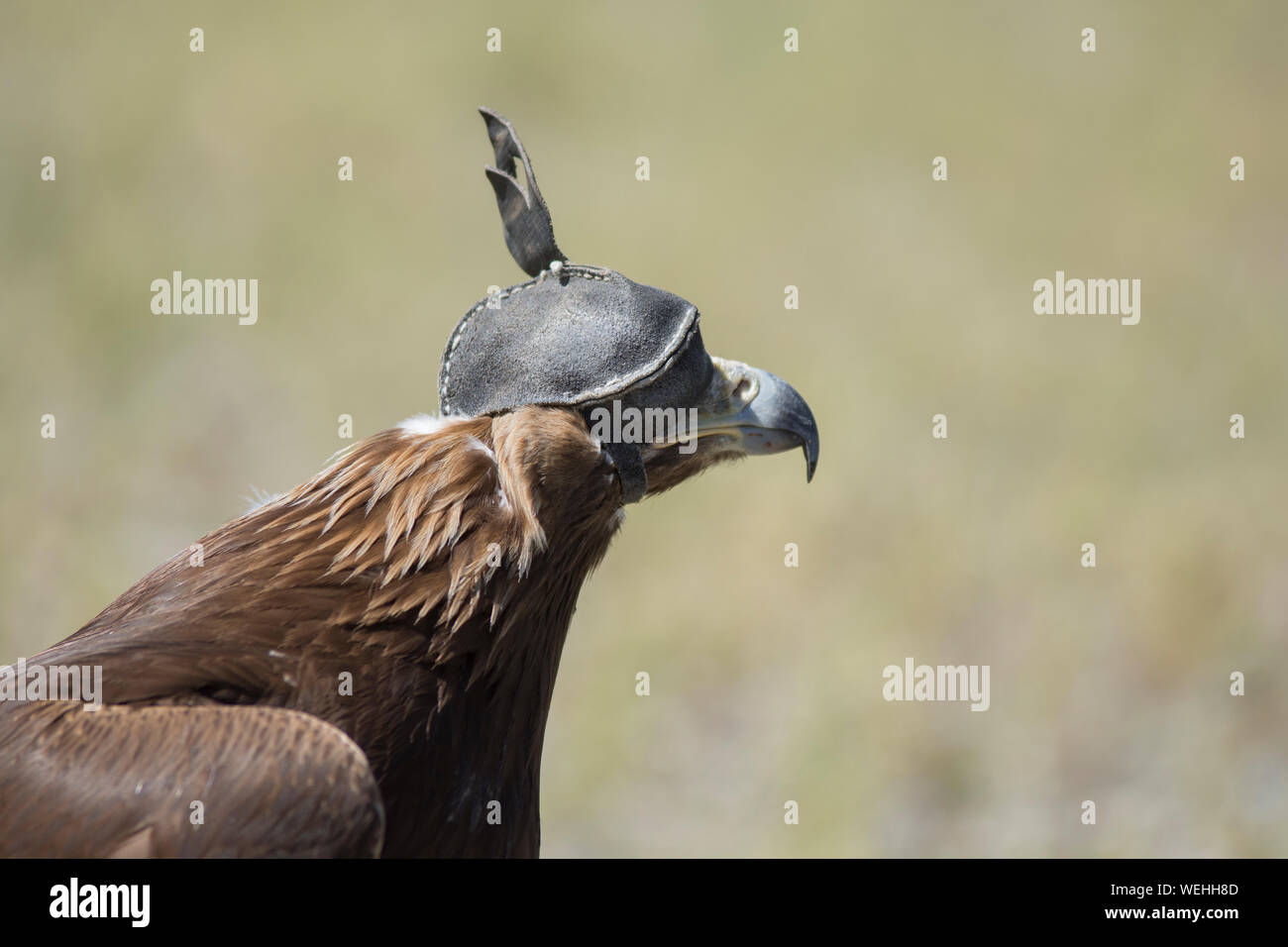 Falconing sport hi-res stock photography and images - Alamy
