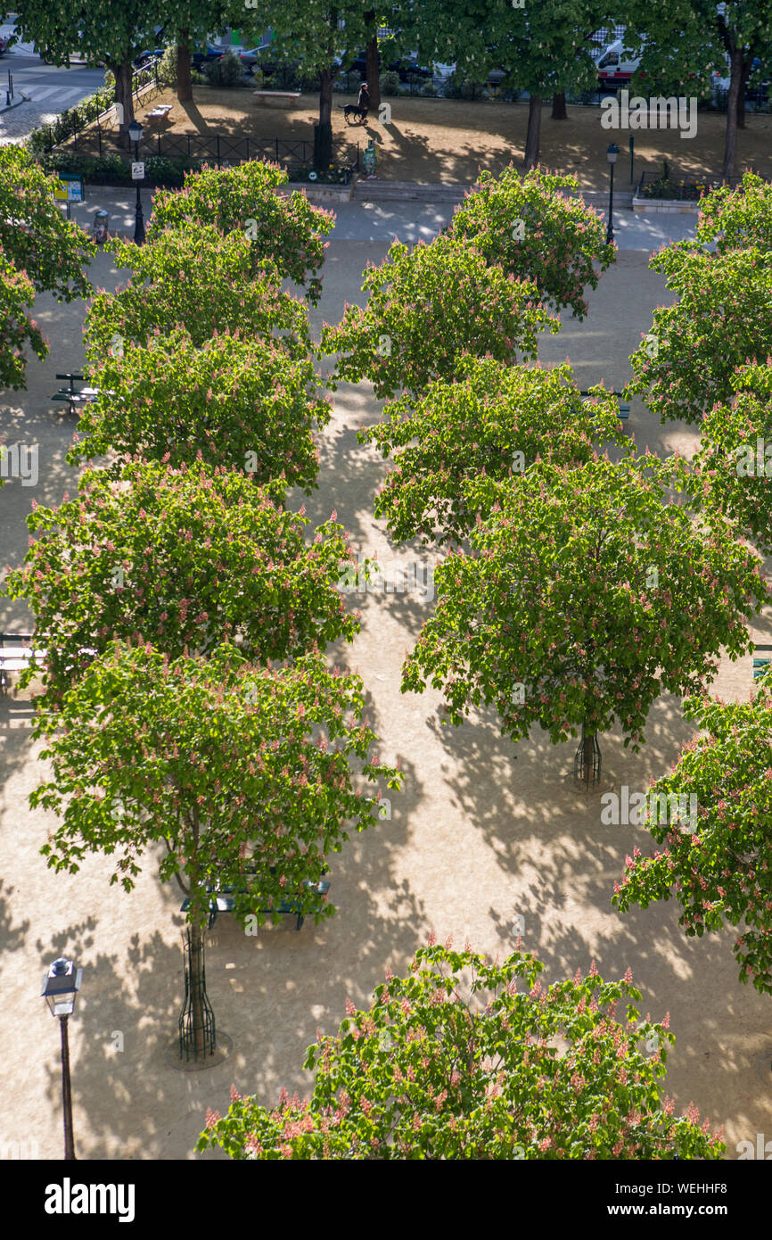 Chestnut trees in bloom in Place Dauphine, Paris, France Stock Photo ...