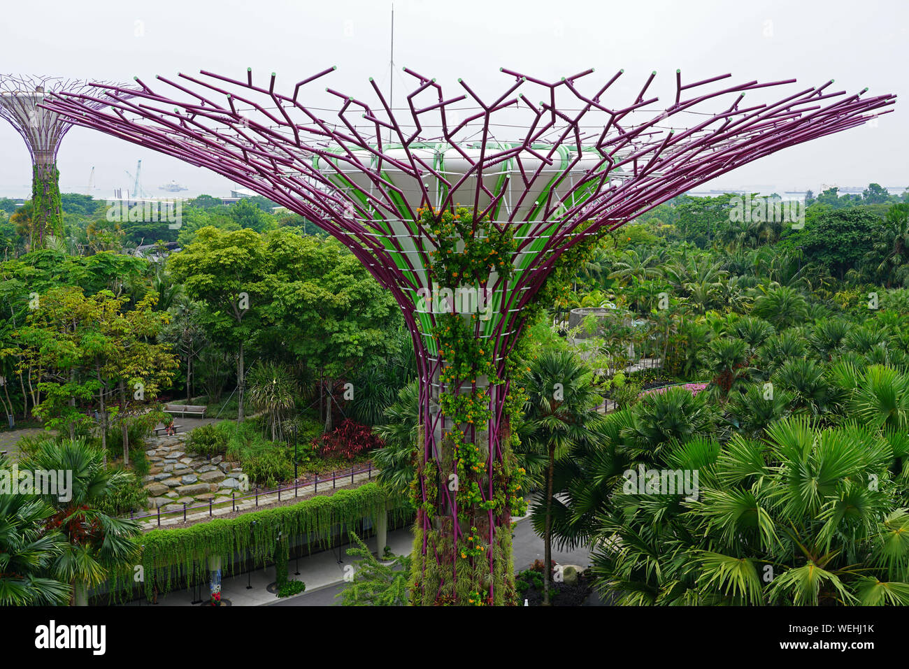 SINGAPORE -25 AUG 2019- View of the Supertree Grove, man-made metal ...