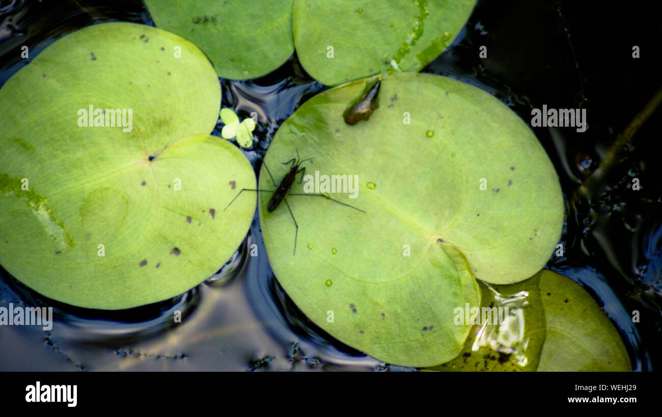 Lily pad insect hi-res stock photography and images - Alamy