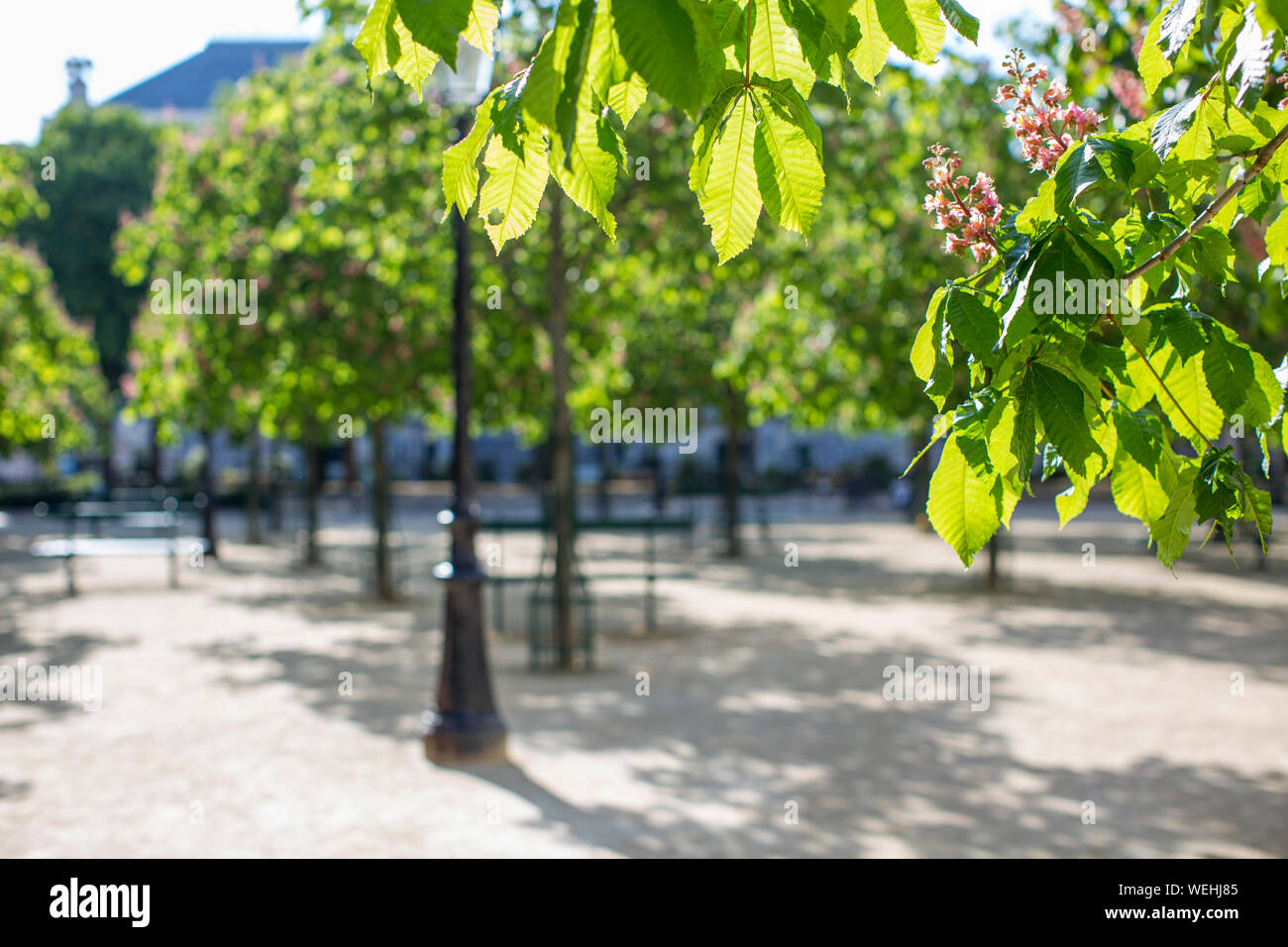 Chestnut trees in bloom in Place Dauphine, Paris, France Stock Photo ...
