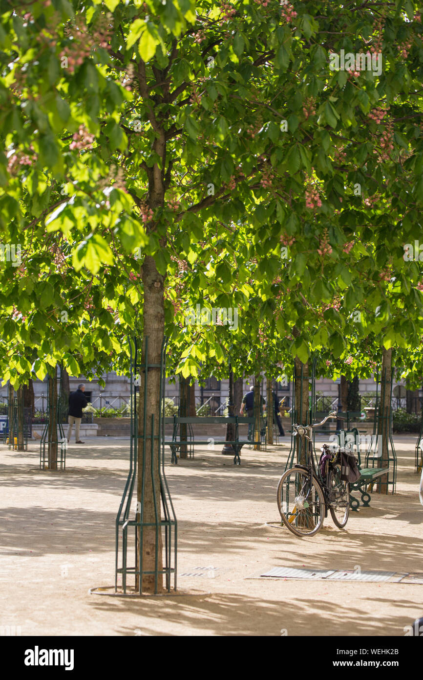 Chestnut trees in bloom in Place Dauphine, Paris, France Stock Photo ...