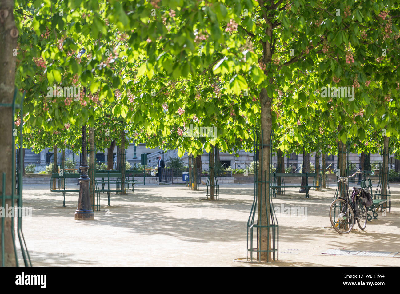 Paris tree place dauphine hi-res stock photography and images - Alamy