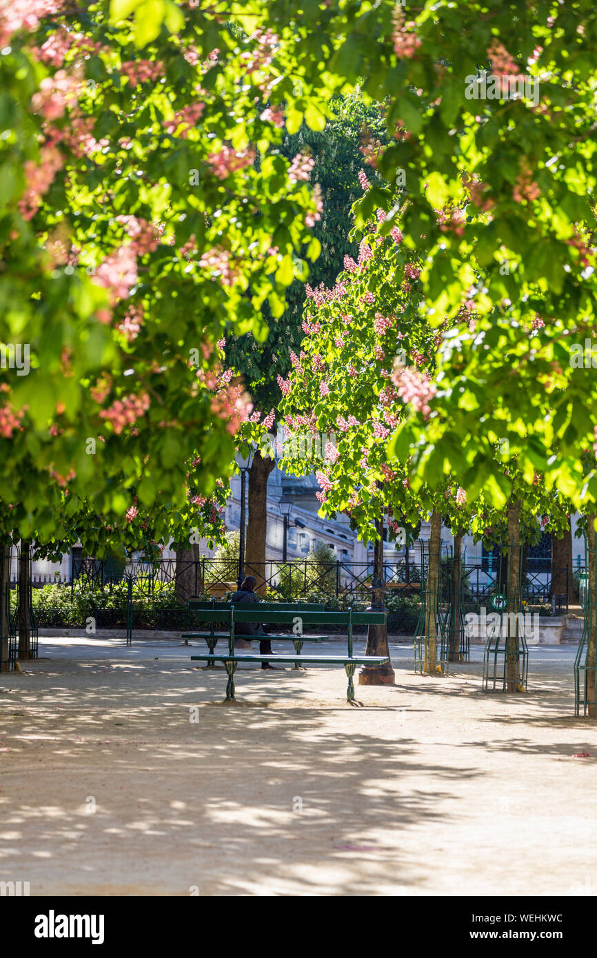 Chestnut trees in bloom in Place Dauphine, Paris, France Stock Photo ...