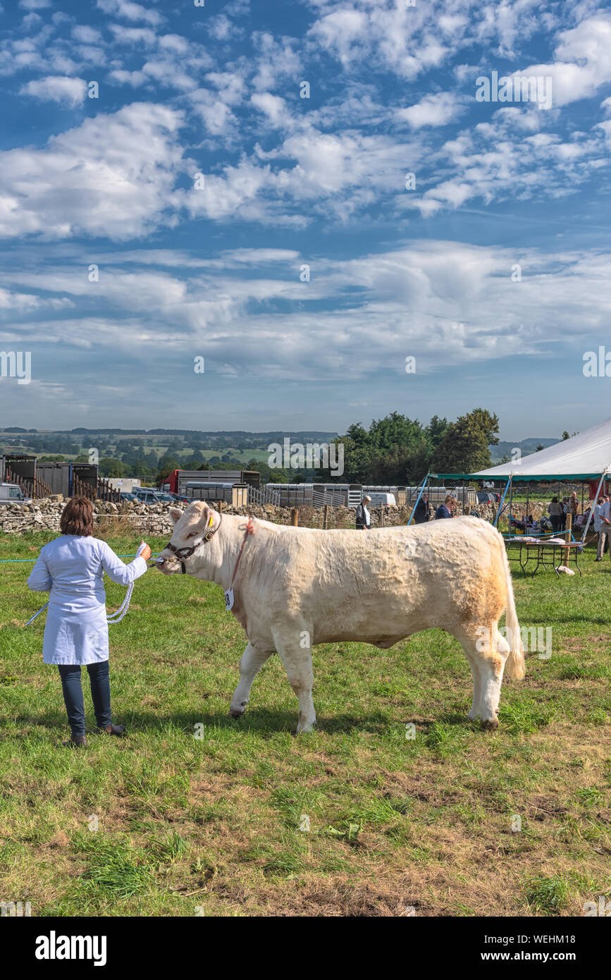 Cow judging at an agricultural show Stock Photo - Alamy