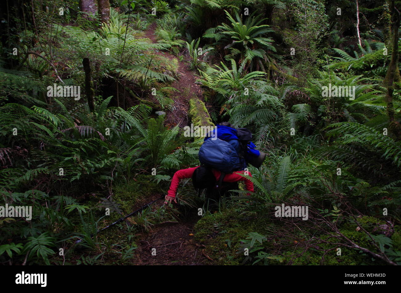 Thai female backpacker. Te Araroa Trail. Longwood Forest. Southland ...