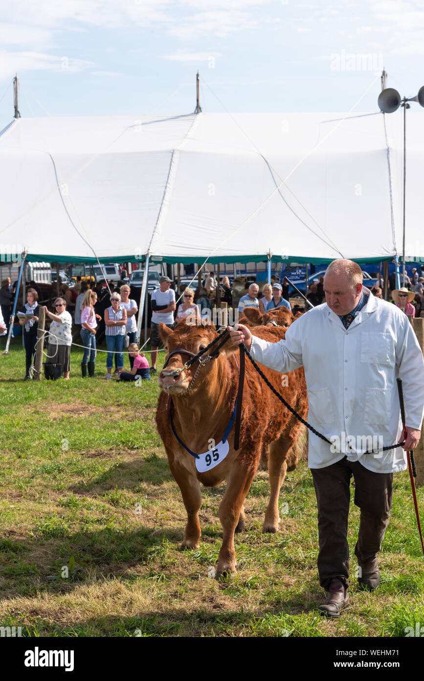 Cow judging at an agricultural show Stock Photo - Alamy